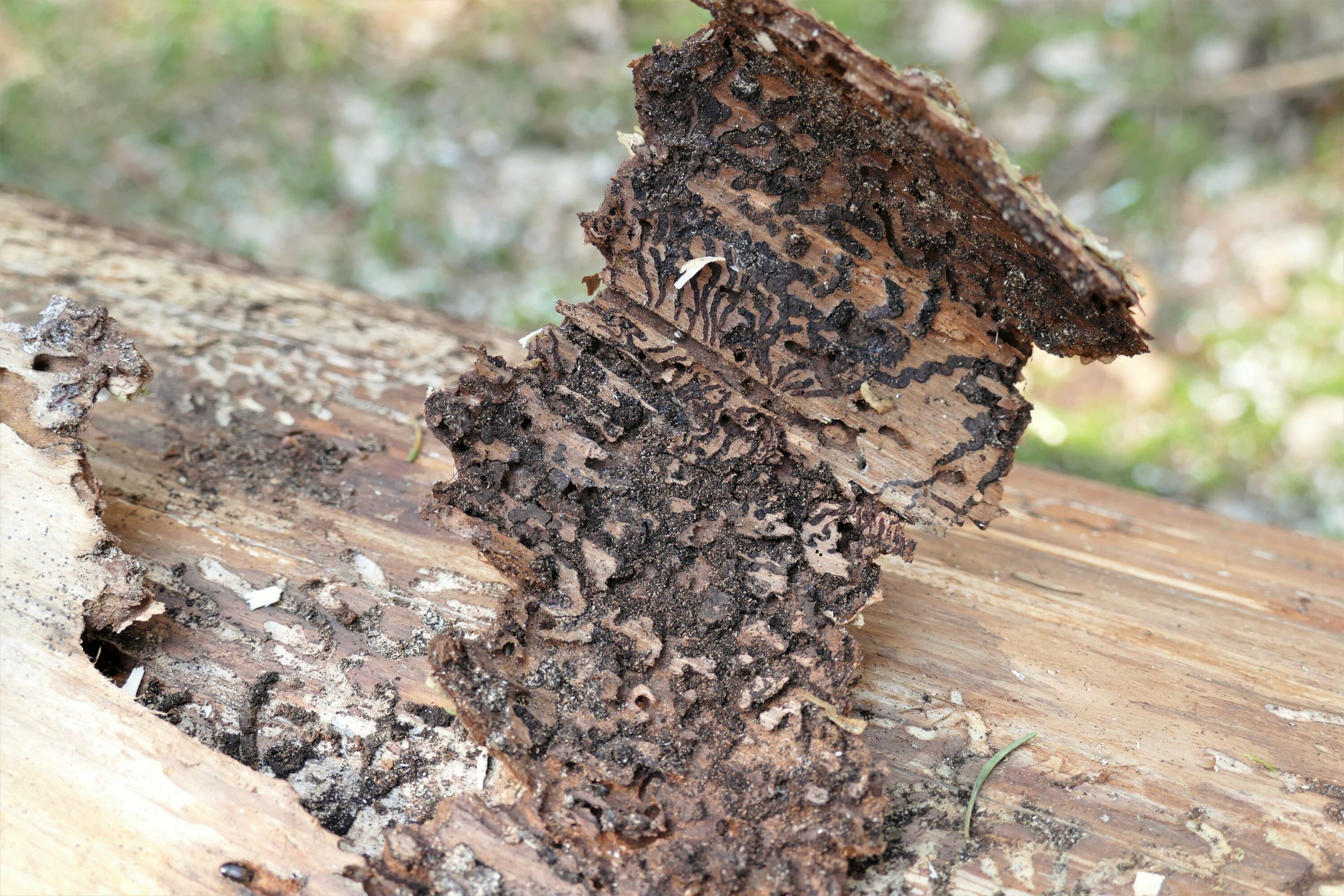 Wälder aufforsten nach Borkenkäferbefall, Dürre, Sturm