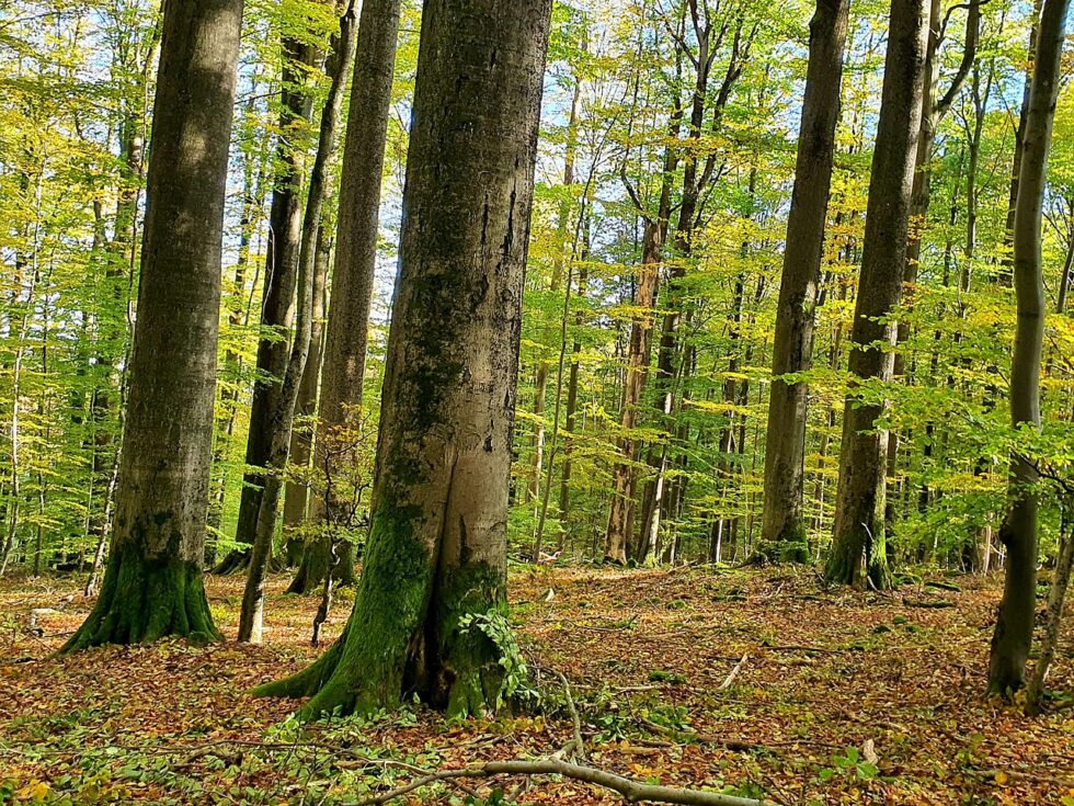Zum Welttag des Naturschutzes: Der Steigerwald braucht konsequenten ...